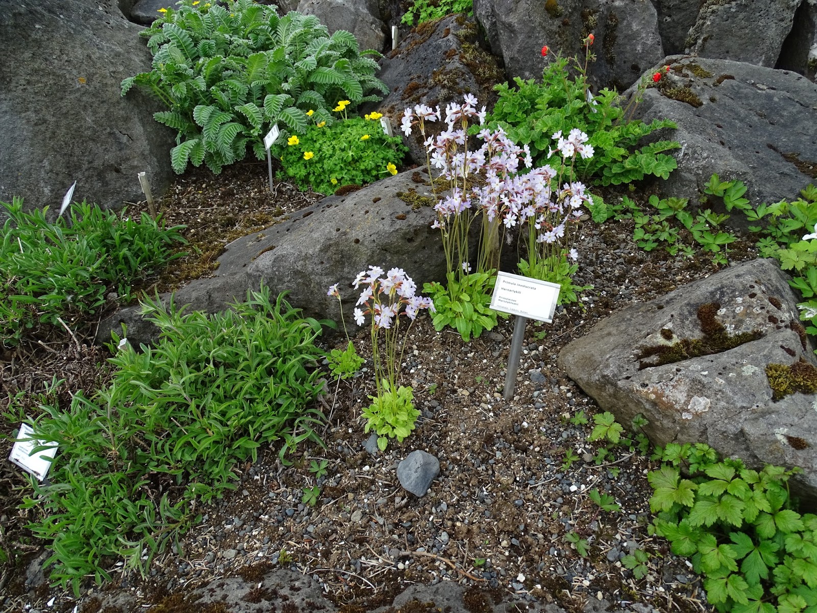 Prairiebreak: Iceland Redux: for alpine plant nerds.