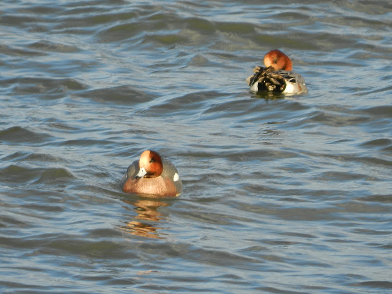 EESTIMAA PÄEVIK - ESTONIAN BLOG: LINNUD PIRITAL 3