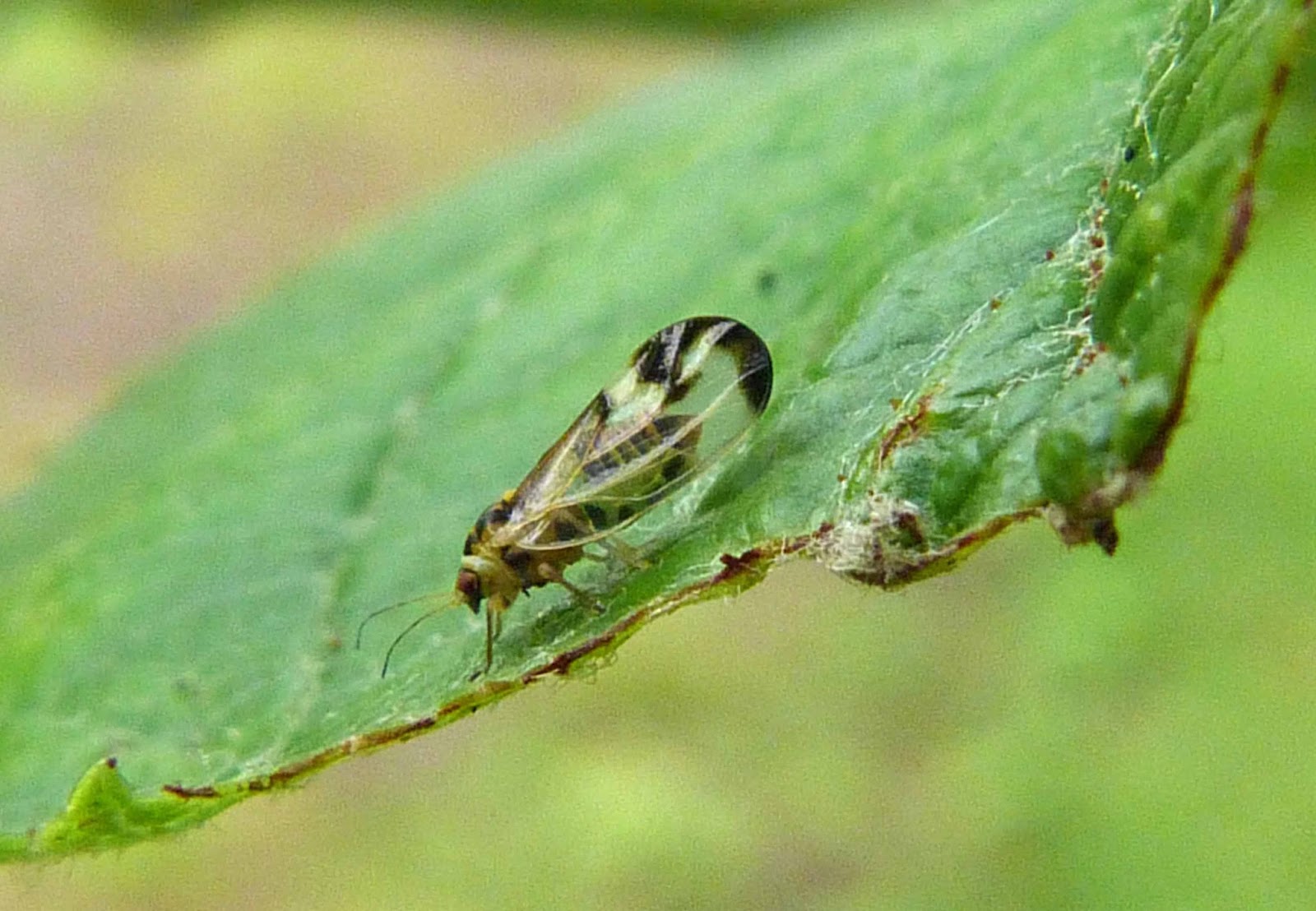 Insects of Scotland: True Bugs