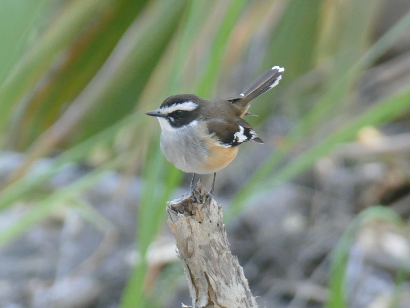 Ian Fraser, talking naturally: Unred Robins