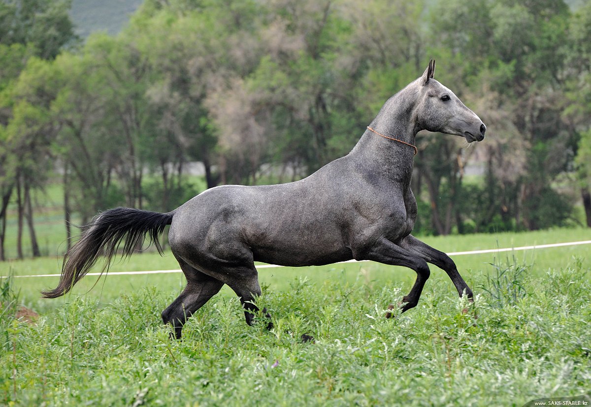 Akhal Teke Silver. Mira que caballos más preciosos... Mundo del Caballo Es