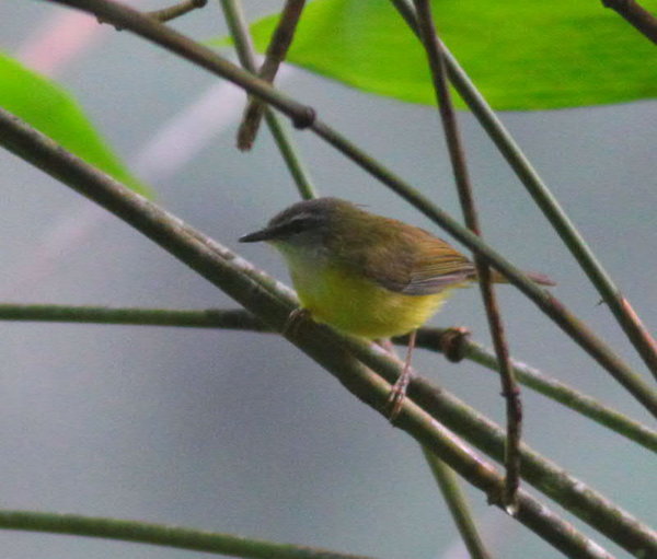 Mike is the name Birding is the game ( Birding in Malaysia - Malaysian ...