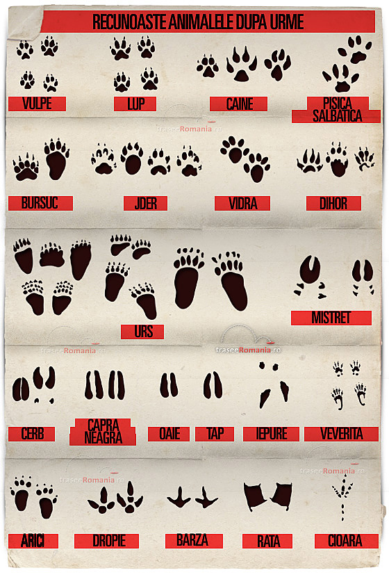 Ghe NICA-Blog: Recunoasterea urmelor animalelor salbatice