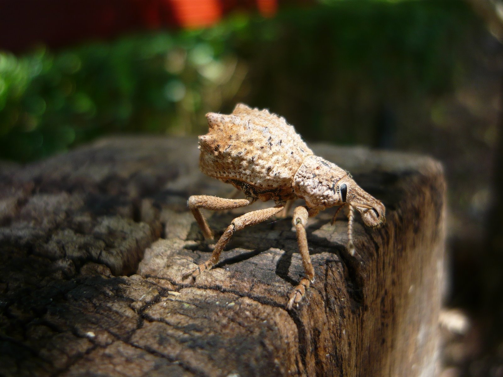 Poke it With a Stick: Wattle Pigs