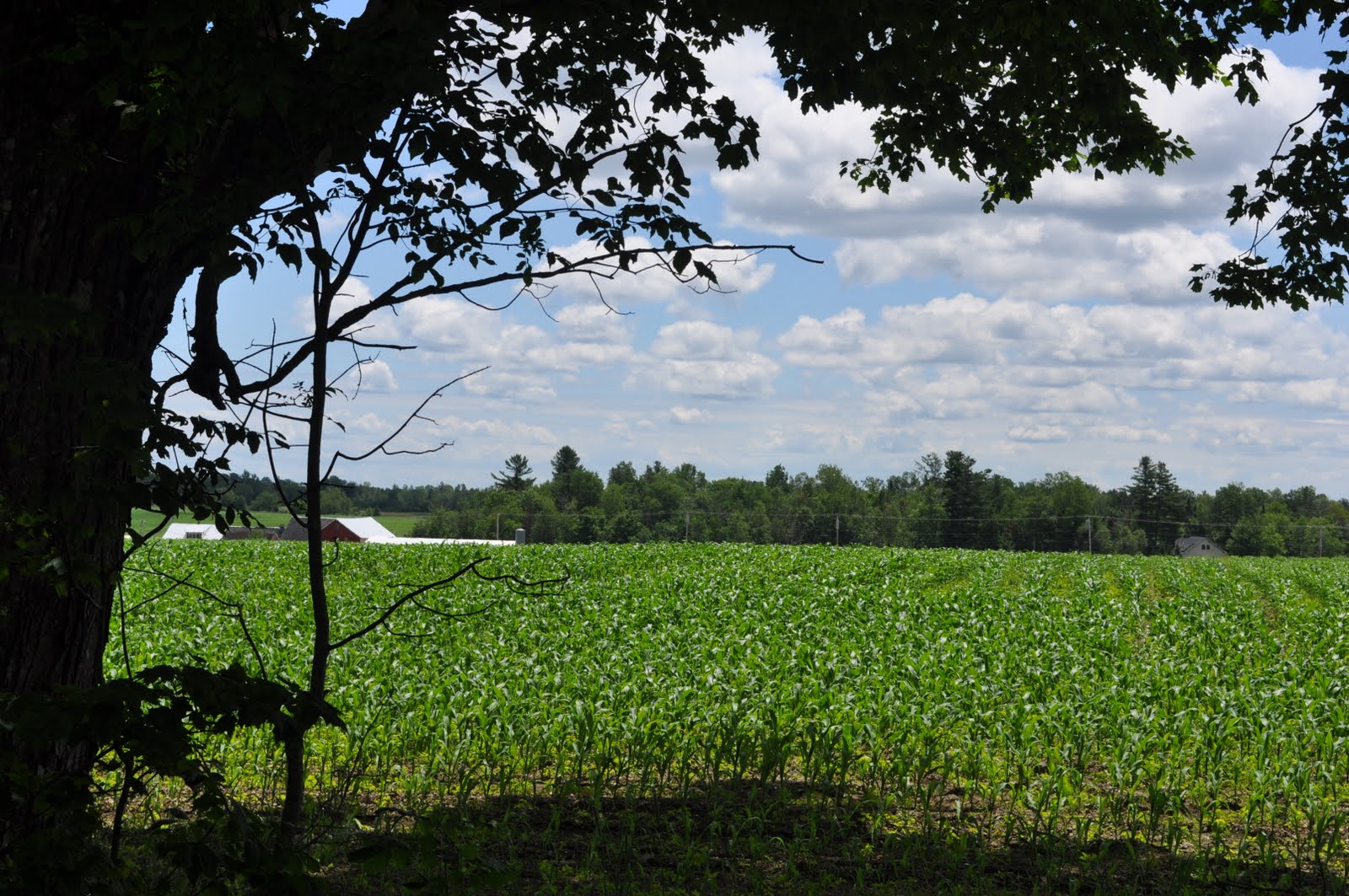 Mainely Ewes Farm: Oh No! Another Hay Post
