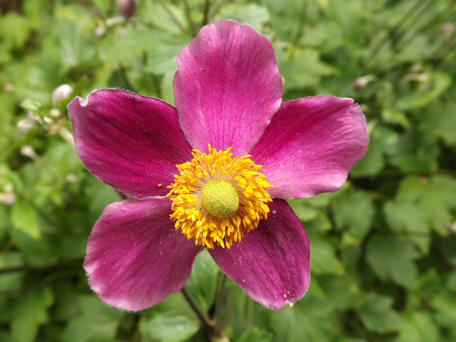 Le Jardin de la Salamandre: Anemone hupehensis 'Praecox'