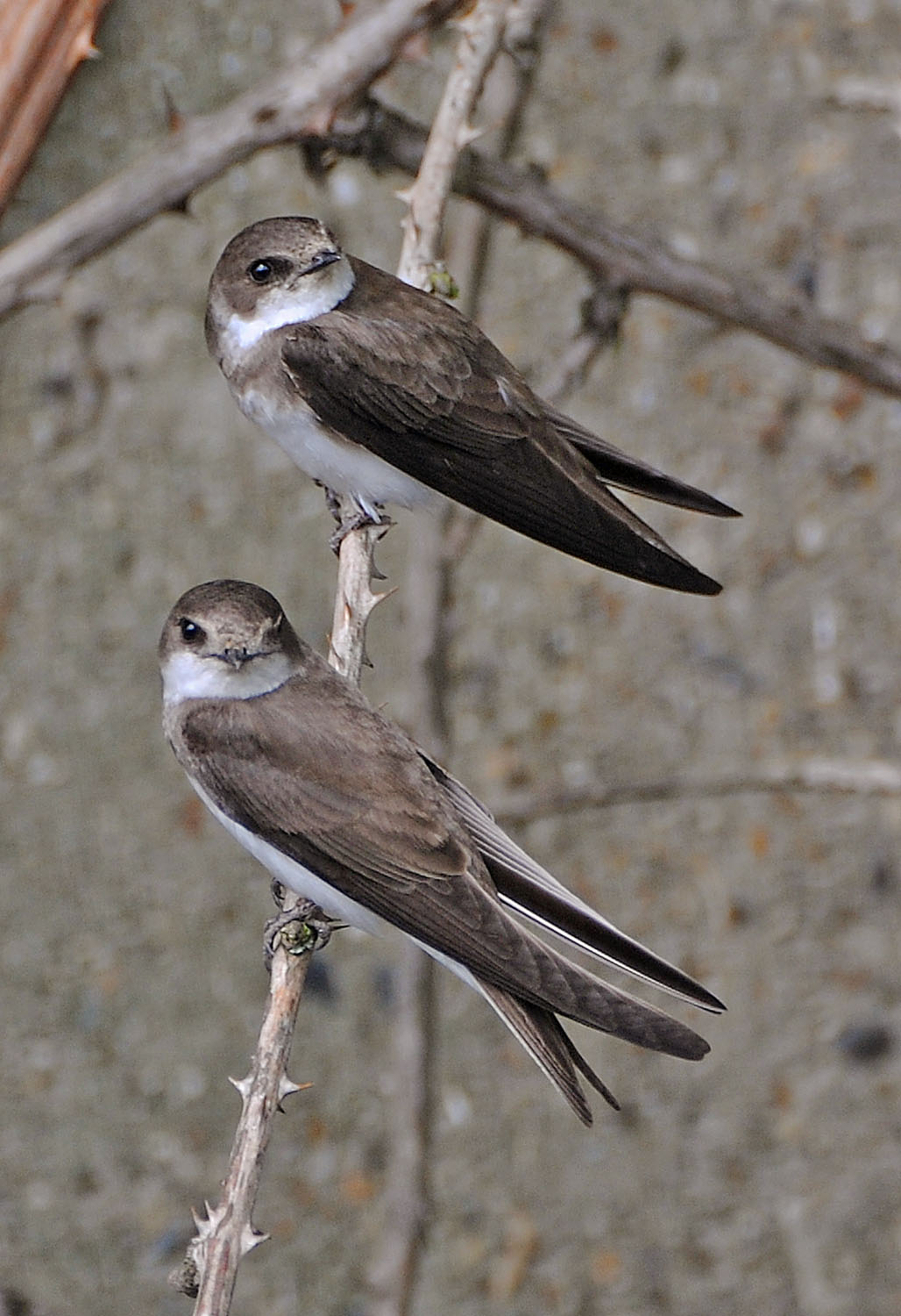 Tottenham Marshes | Sand Martin