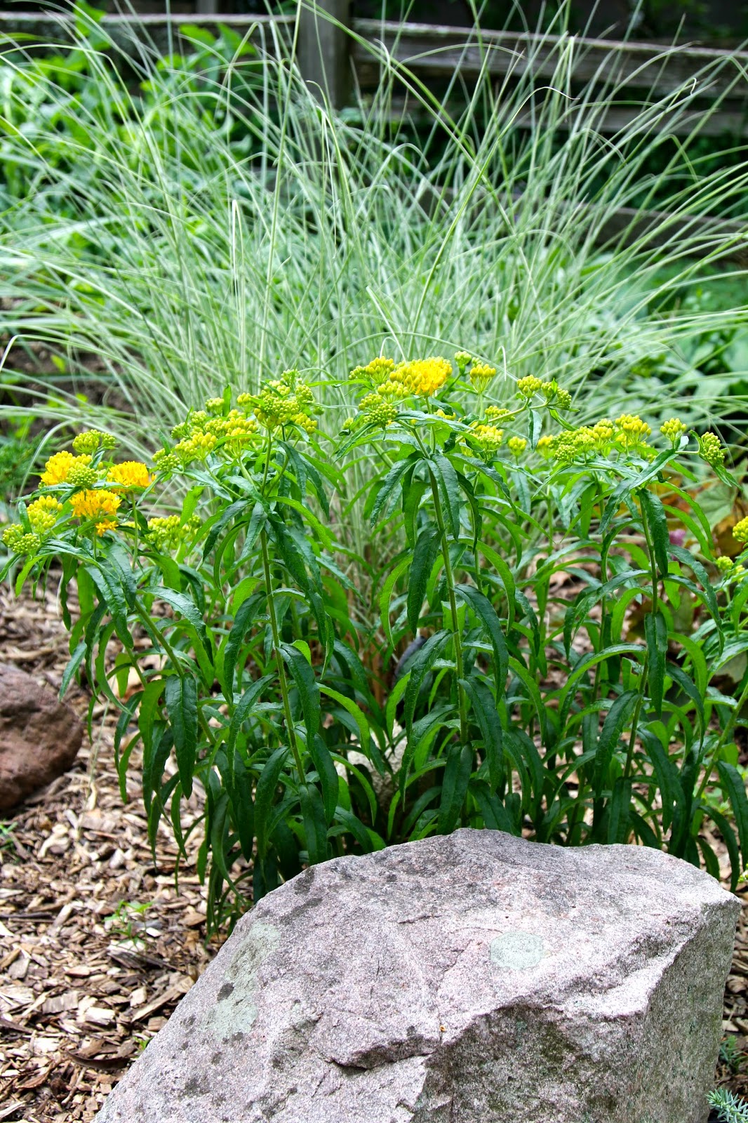 The Little Backyard Farm: Tips for Planting Perennials and Tour Around ...