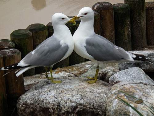 Mew gull photos | Birds of India | Bird World
