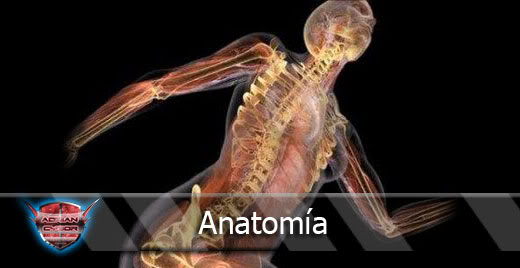 BIOLOGIA: ANATOMIA