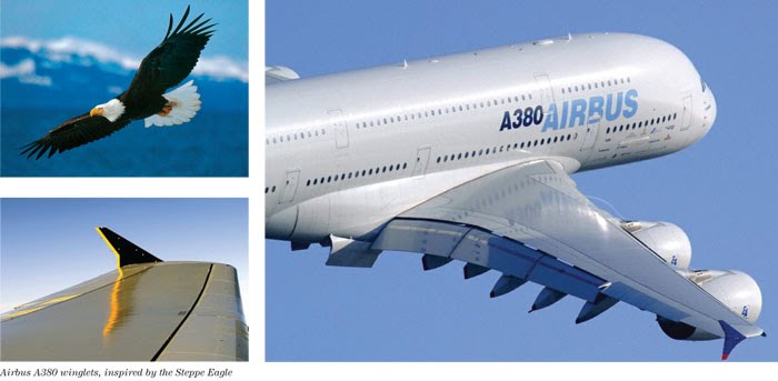 Stem Biomimicry Eagle Winglets : biomimicry Eagle Winglets