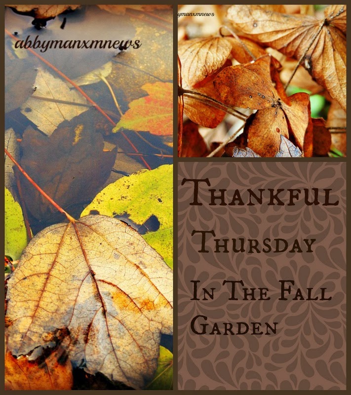 MANX MNEWS: Thankful Thursday Fall is Here