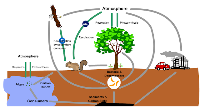 Muna Yussuf: Kolets Kretslopp
