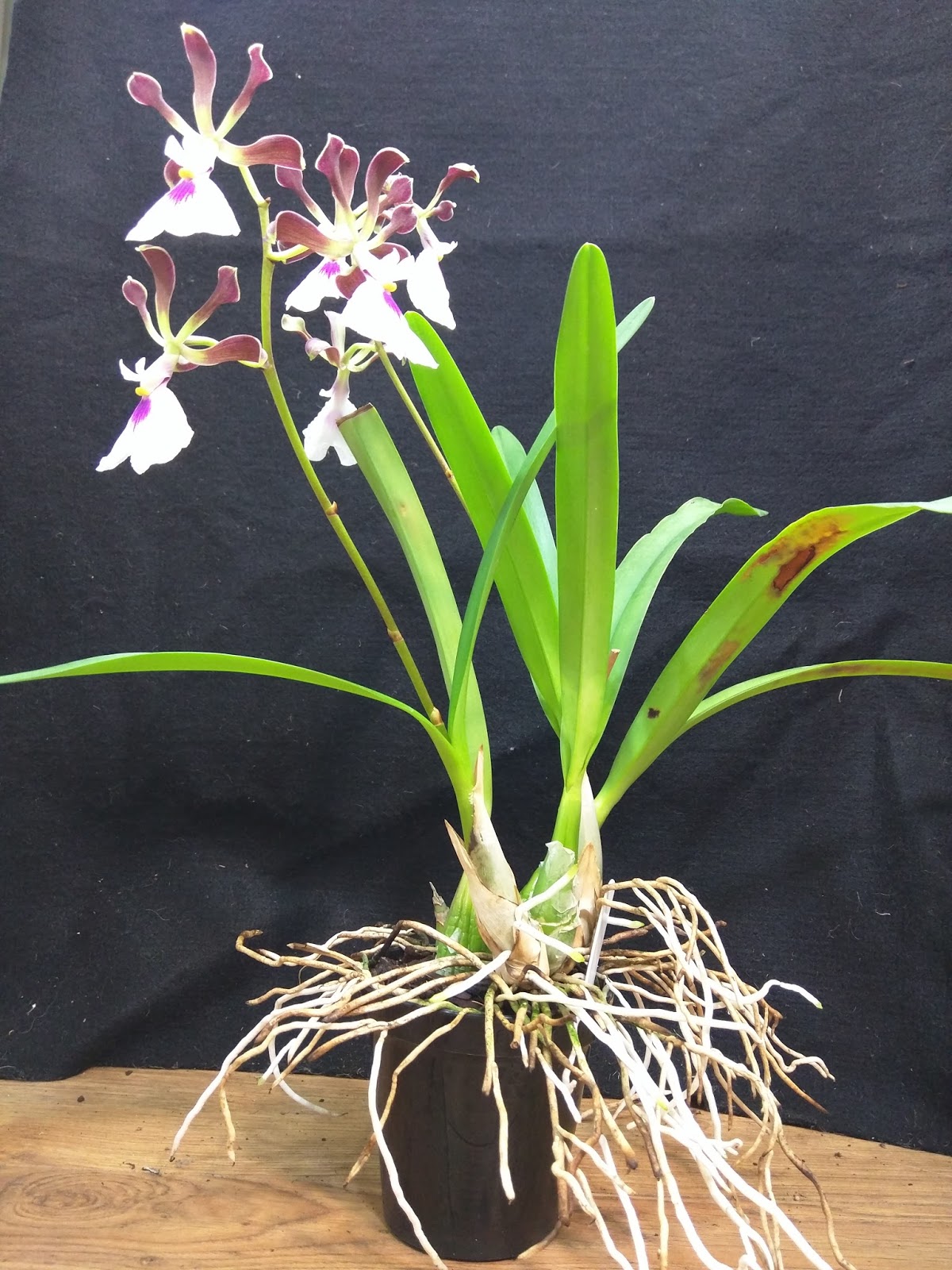 Kev's Orchids: Bloom Event - Encyclia cordigera var. semi-alba