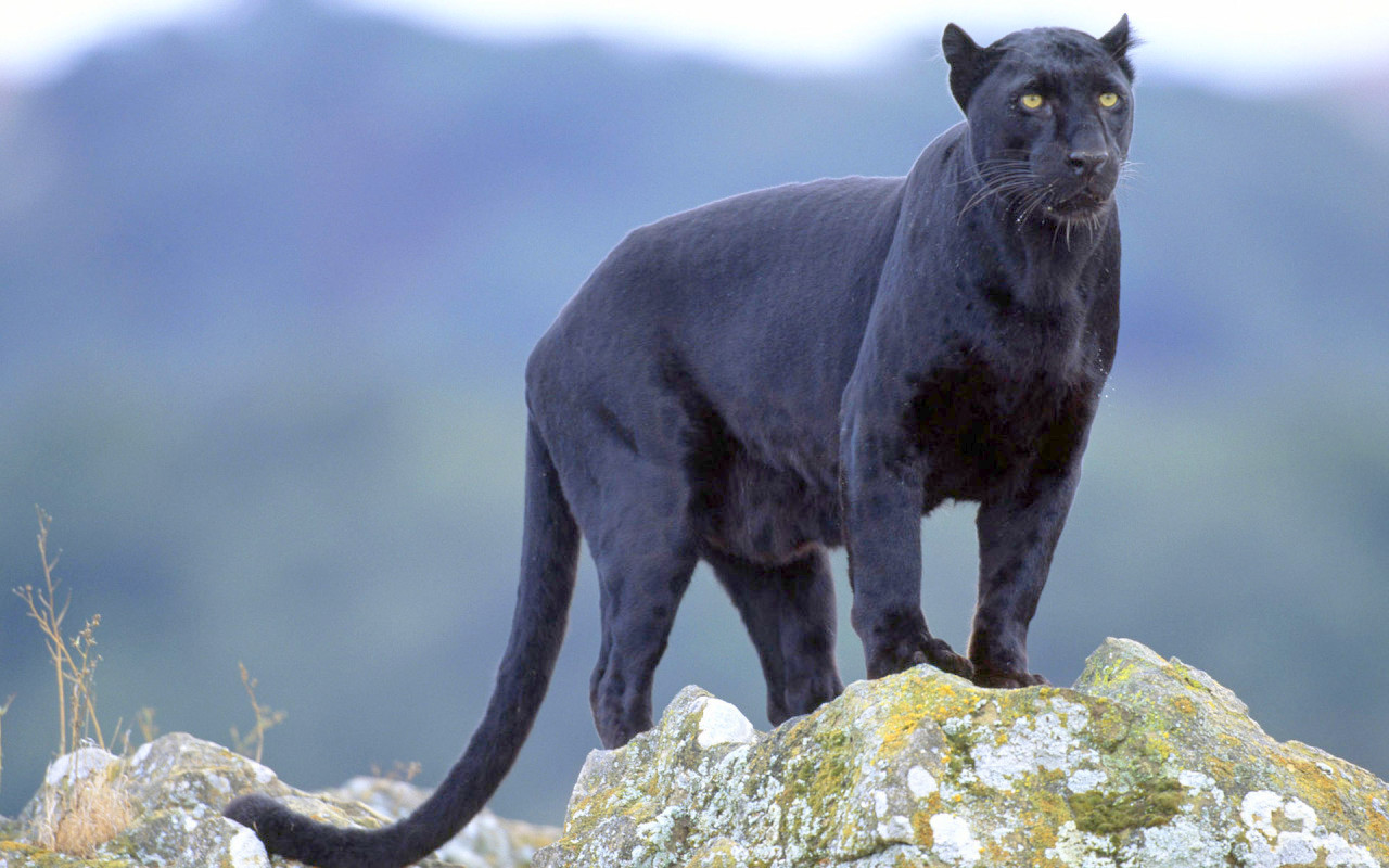 Animais de Gaia: Conheça os animais de Gaia : A Pantera