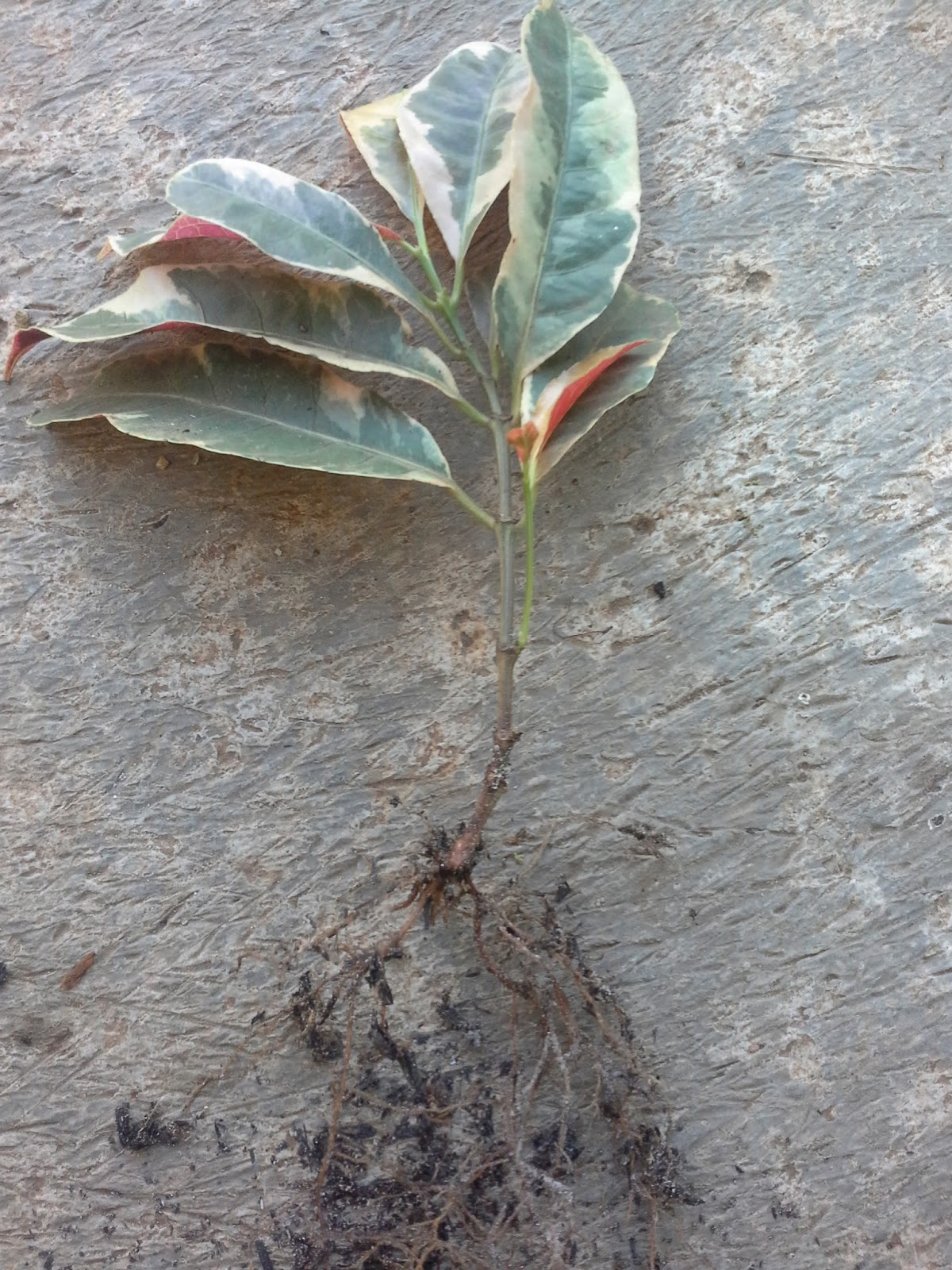 Cara Memperbanyak Tanaman (Stek Pucuk)