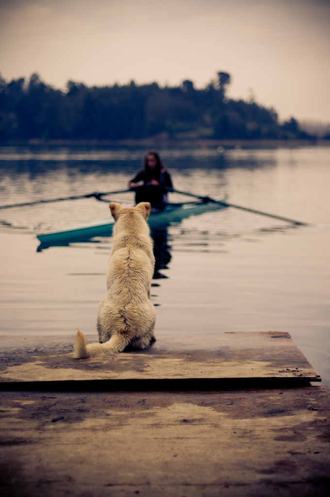 cute canidae pictures | cute puppy pictures | cute dogs pictures | cute ...