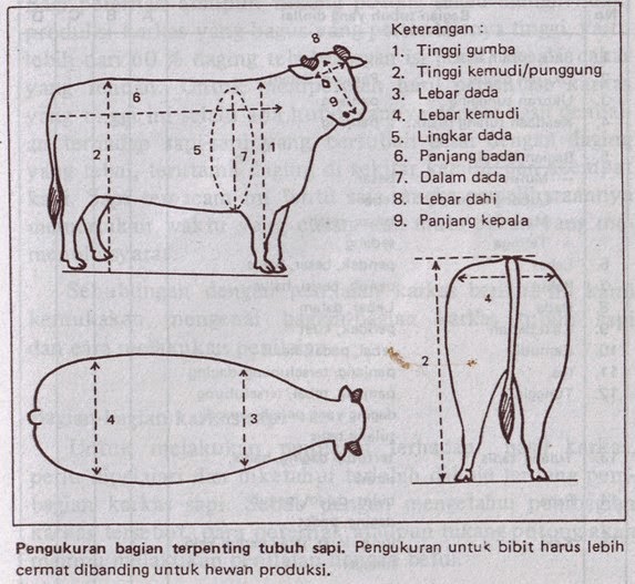 Rumus-rumus menghitung bobot ternak