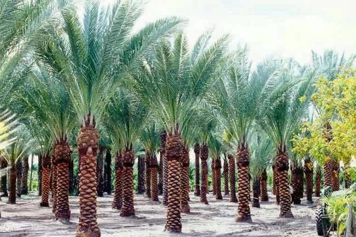 Pohon Kurma Sudah Banyak Tumbuh dan Berbuah Lebat di Indonesia ...