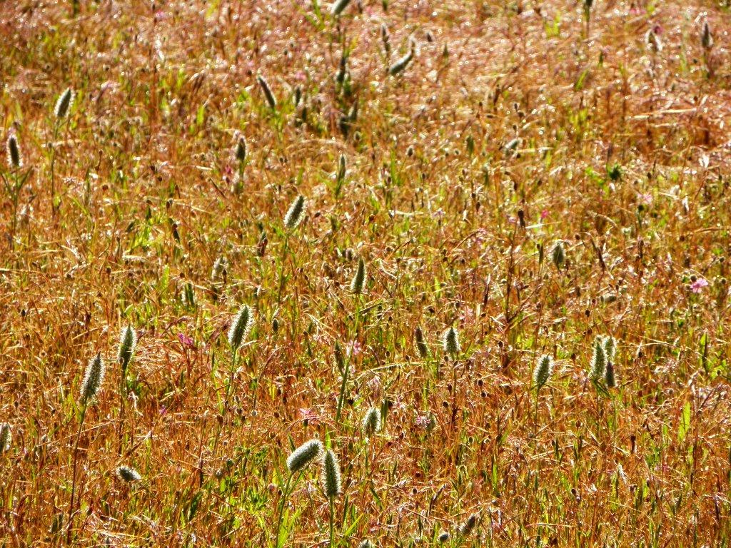 natuurrondleiding door een IVN-Natuurgids: grasveld
