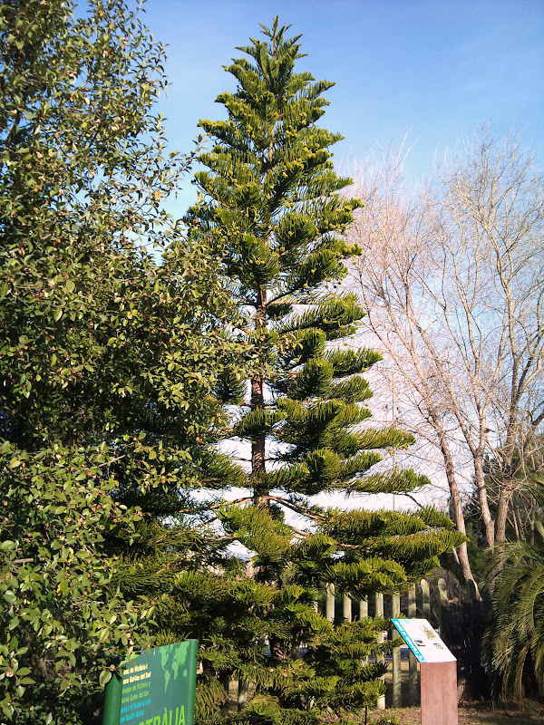 Árboles con alma: Araucaria excelsa. (Araucaria heterophylla)