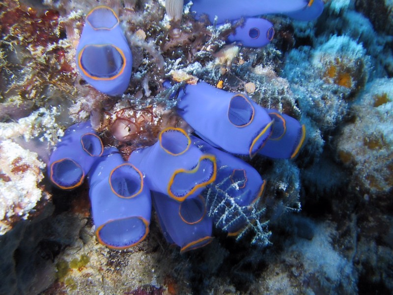 Los bichos de Bitxito: Filos animales (IV): cordados