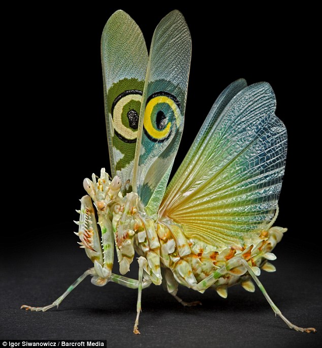 The animal zone: A bug's eye view