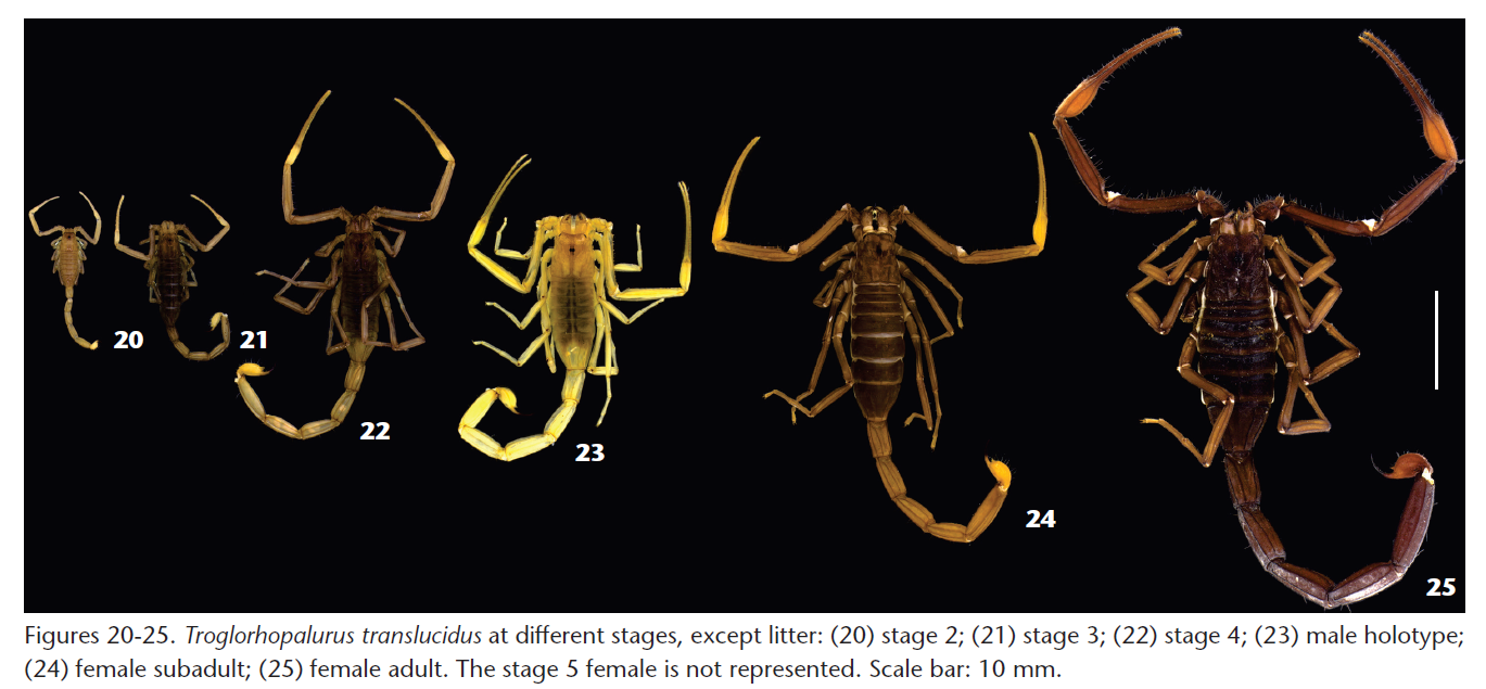 The Scorpion Files Newsblog: On the enigmatic troglobitic scorpion ...
