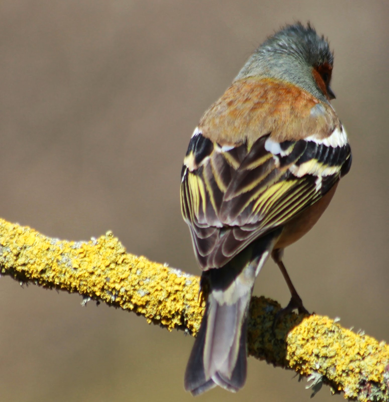 NATURAMETEO, majulada: Pinzón vulgar