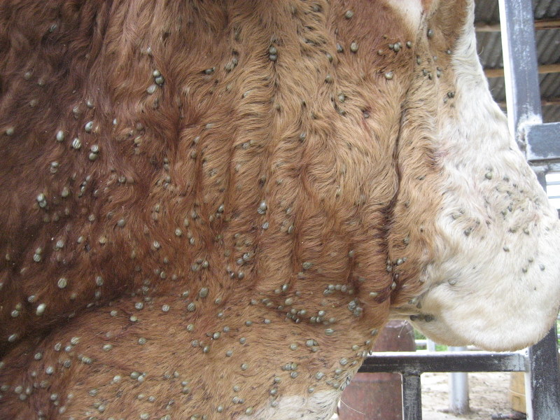 Tick Control on Cattle and Game: Blue Tick Resistance Program in ...