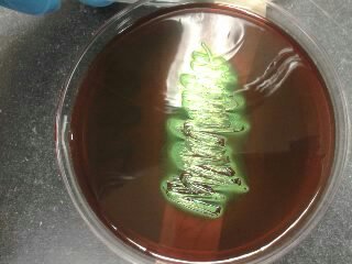 Microbiology EJournal: Day 33-The Mannitol PR Broth results were - on ...