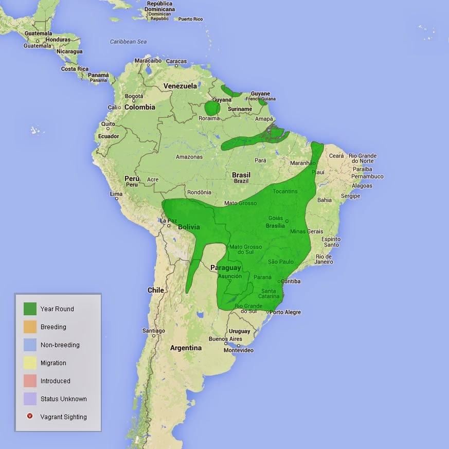 mis fotos de aves: Ramphastos toco Tucán Grande Toco Toucan