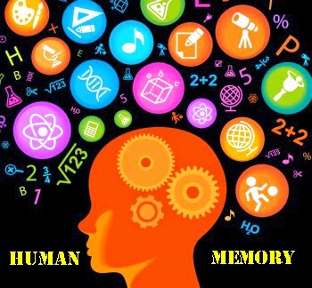 PsychMind: What is the Memory Capacity of the Human Brain?