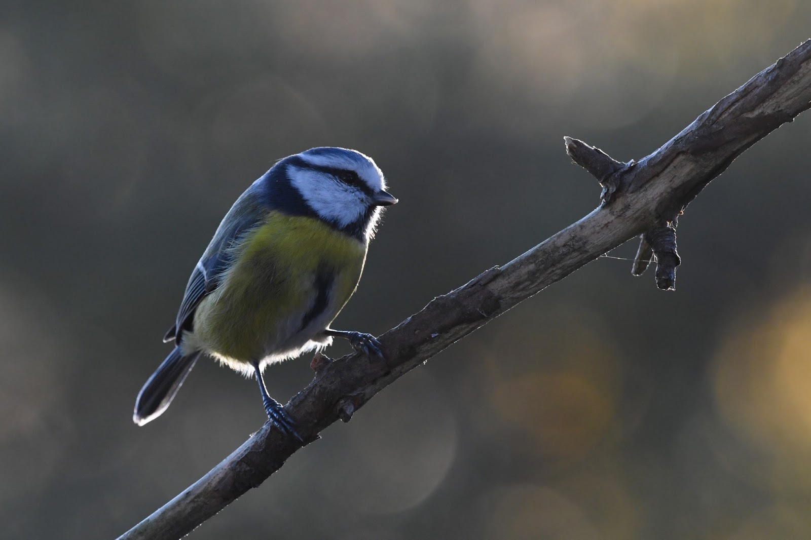 Naturfoto Einar Hugnes: Småfugler på Dregsetsve