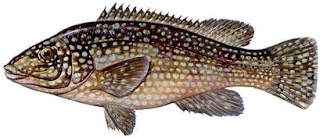 Ryby z rodziny wargaczowatych - Wargacz