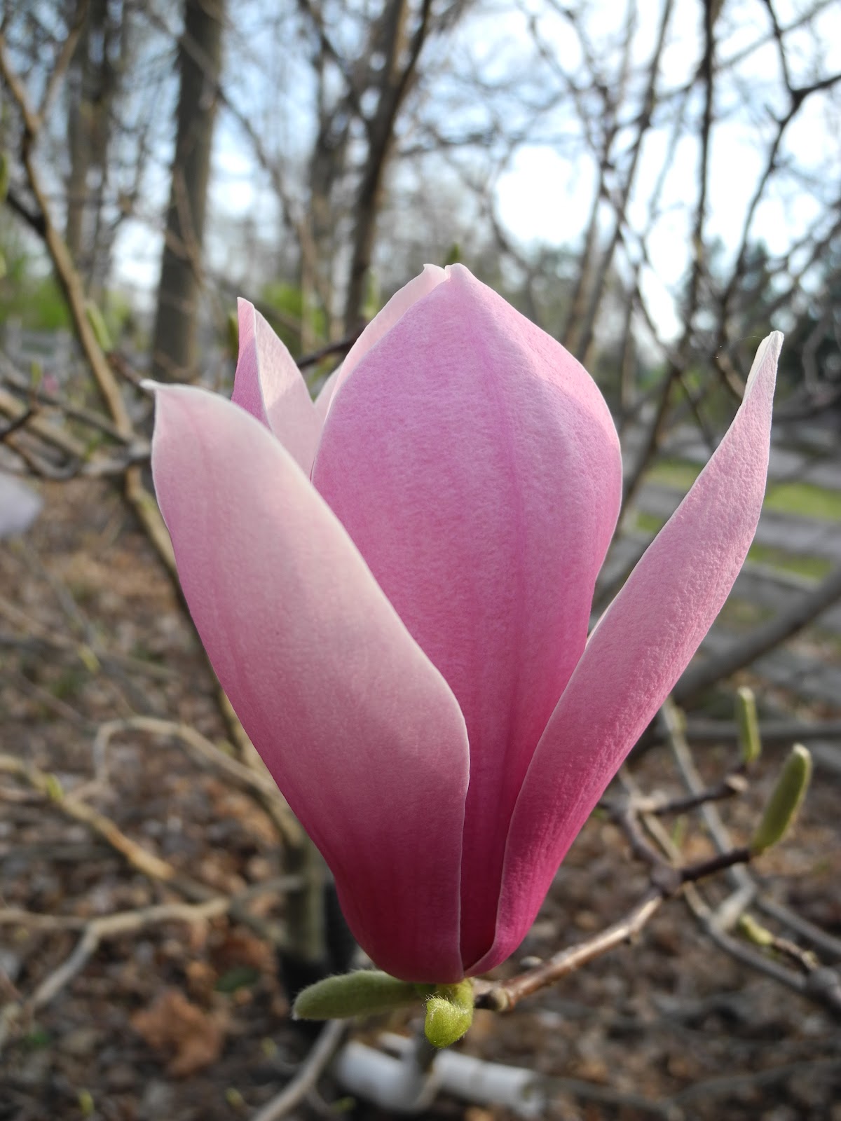 The Phytophactor: Queen of Spring - Ann