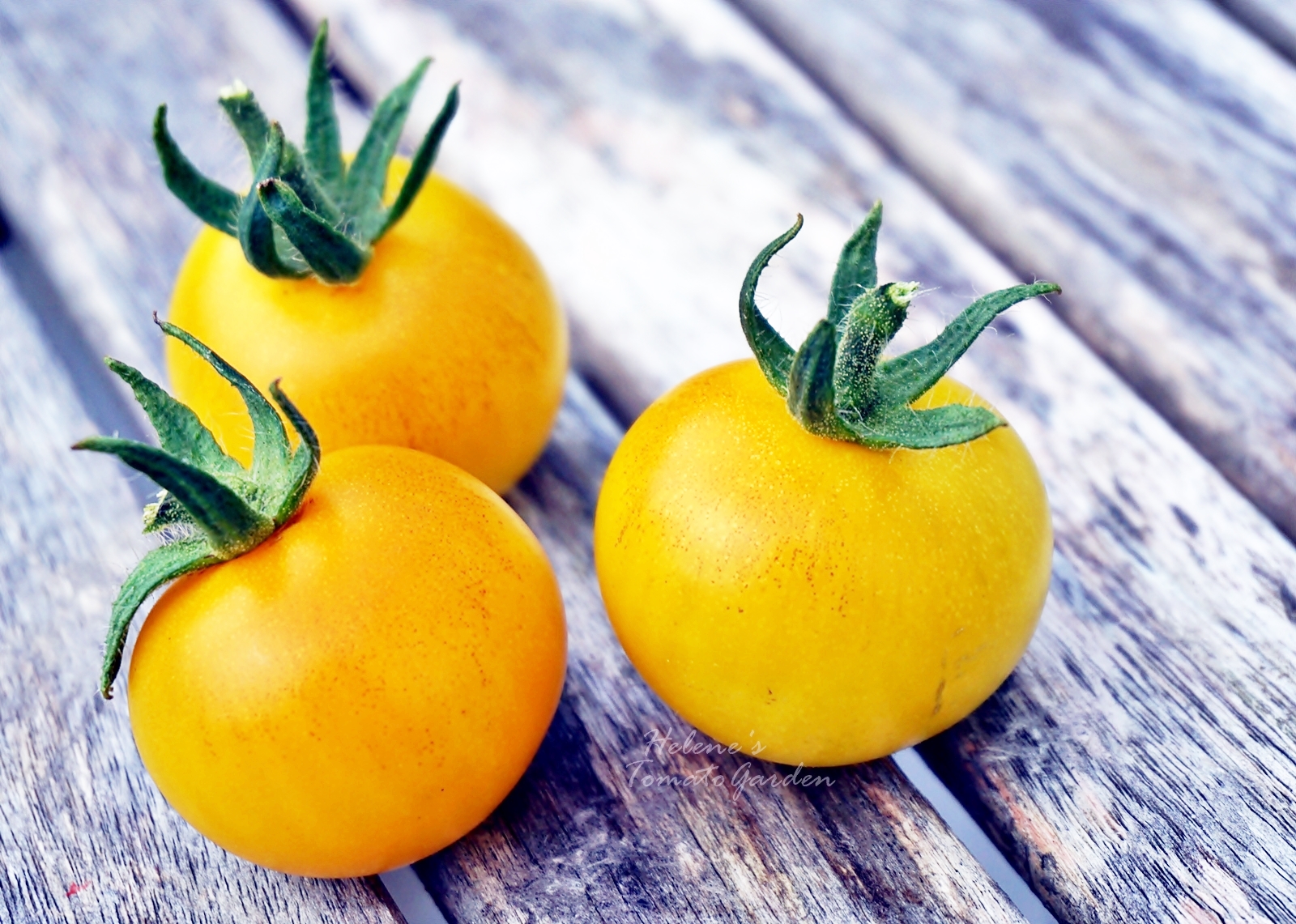 Helenes Tomater: Ansofs Gule