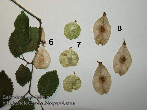 En el ecotono: Los frutos de los olmos