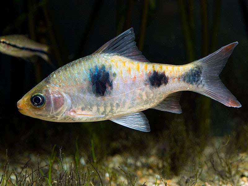 Species New to Science: [Ichthyology • 2011] Puntius rubrotinctus from ...