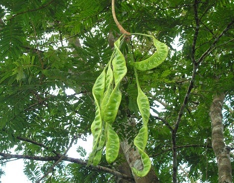 SEMUA TENTANG PETAI (PeTE) | Manfaat Buah