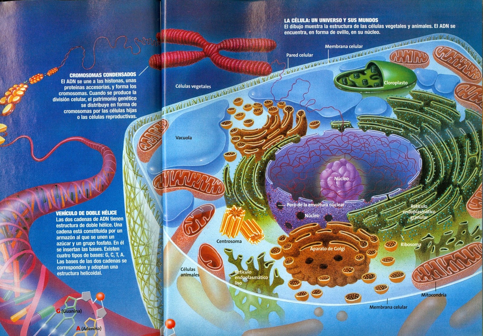 Biología1 C201: Modelos Celulares 2