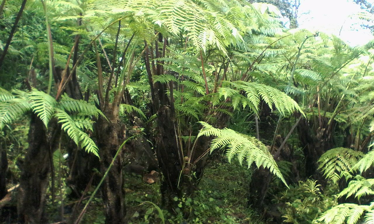 pohon pakis monyet pakis bulu pakis kera