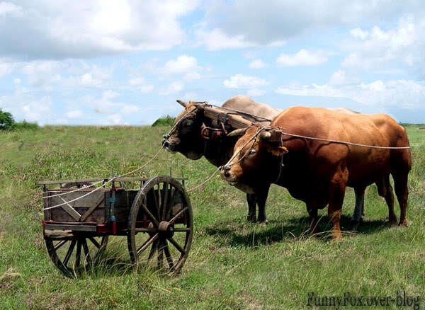 Roman en chantier: « Mettre la charrue avant les boeufs