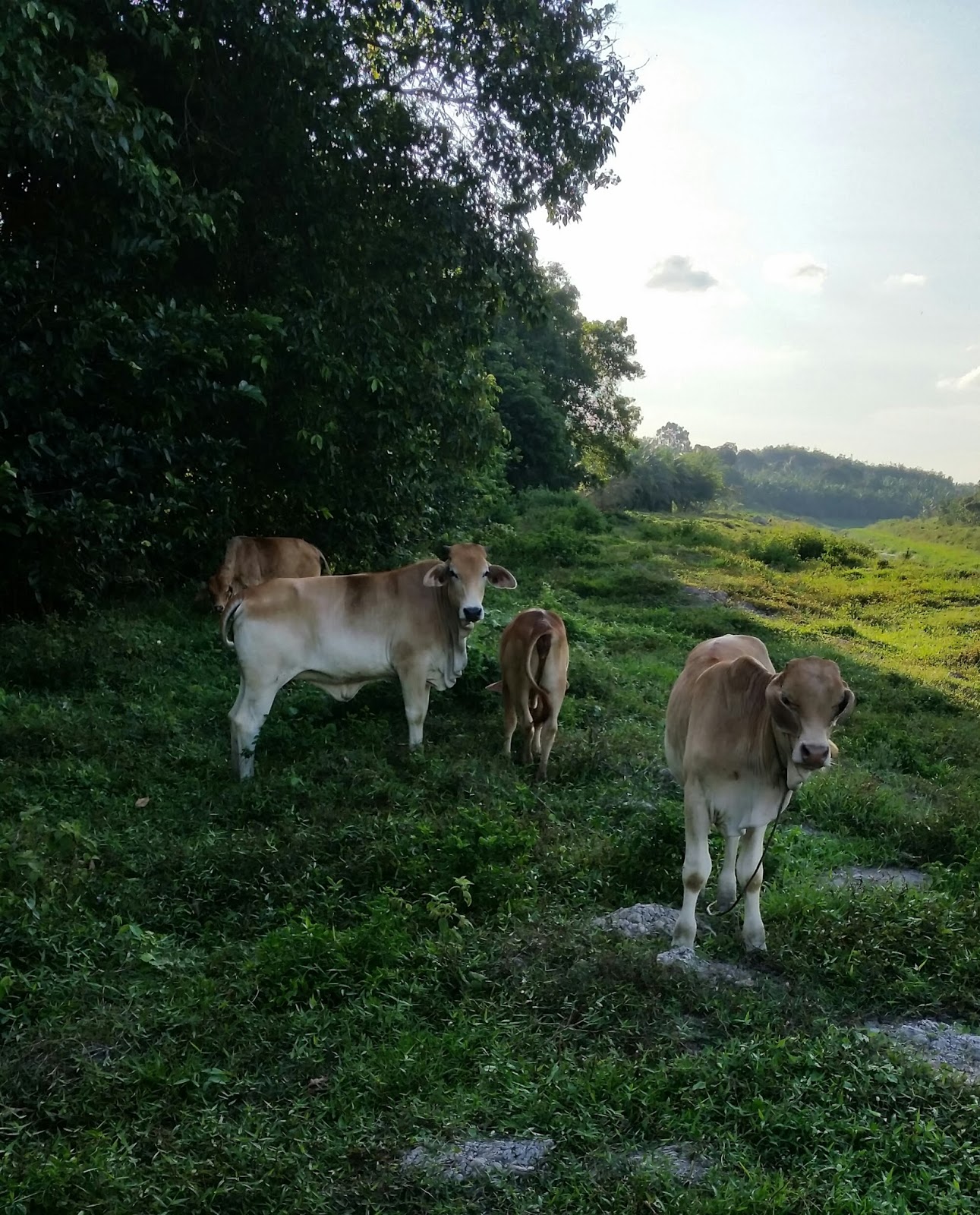 Warisan Petani: Biar Lembu Yang Jadi Lembu 2