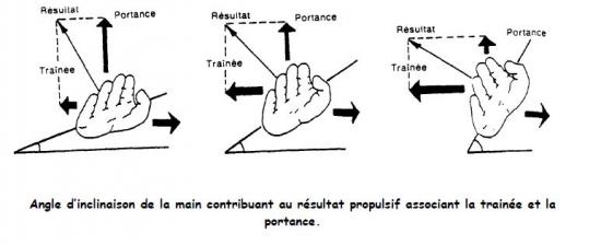 La portance - LA NATATION