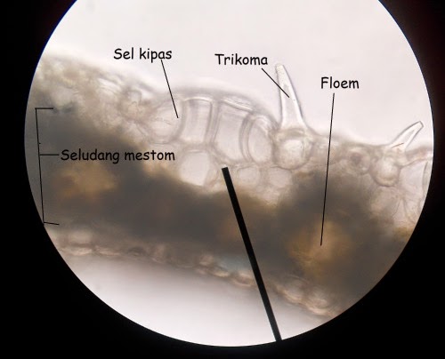 derivat epidermis papila. emergentia