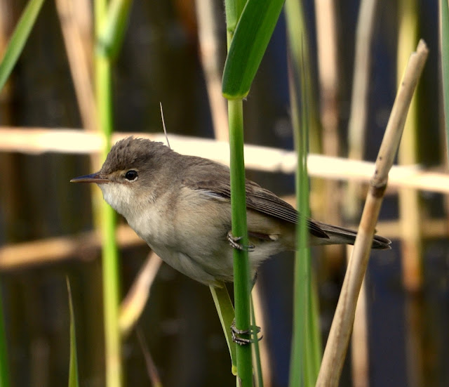 nibirds: Reed Warblers