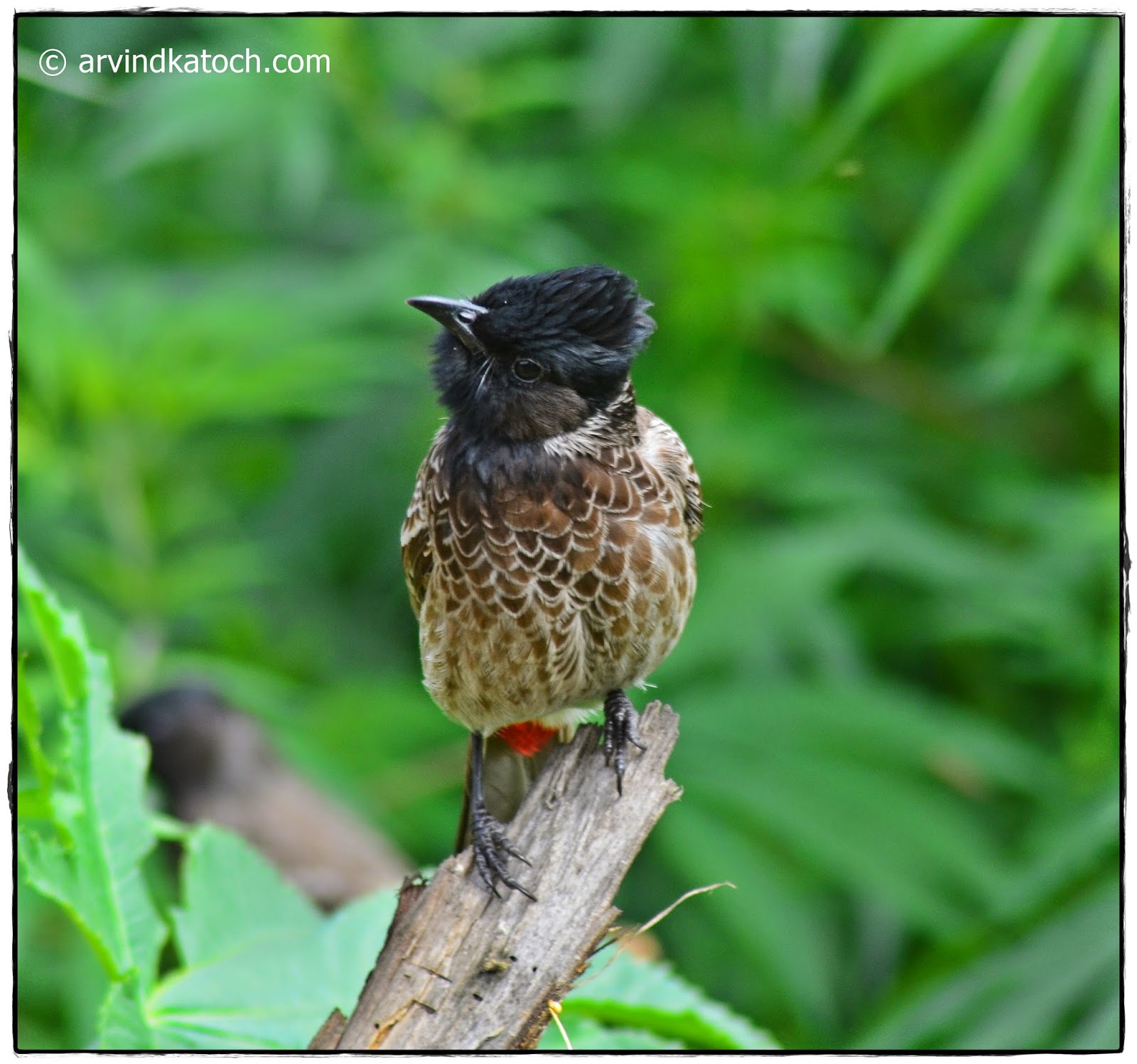 The Red-vented Bulbul (Pycnonotus Cafer) pictures, video and Detail