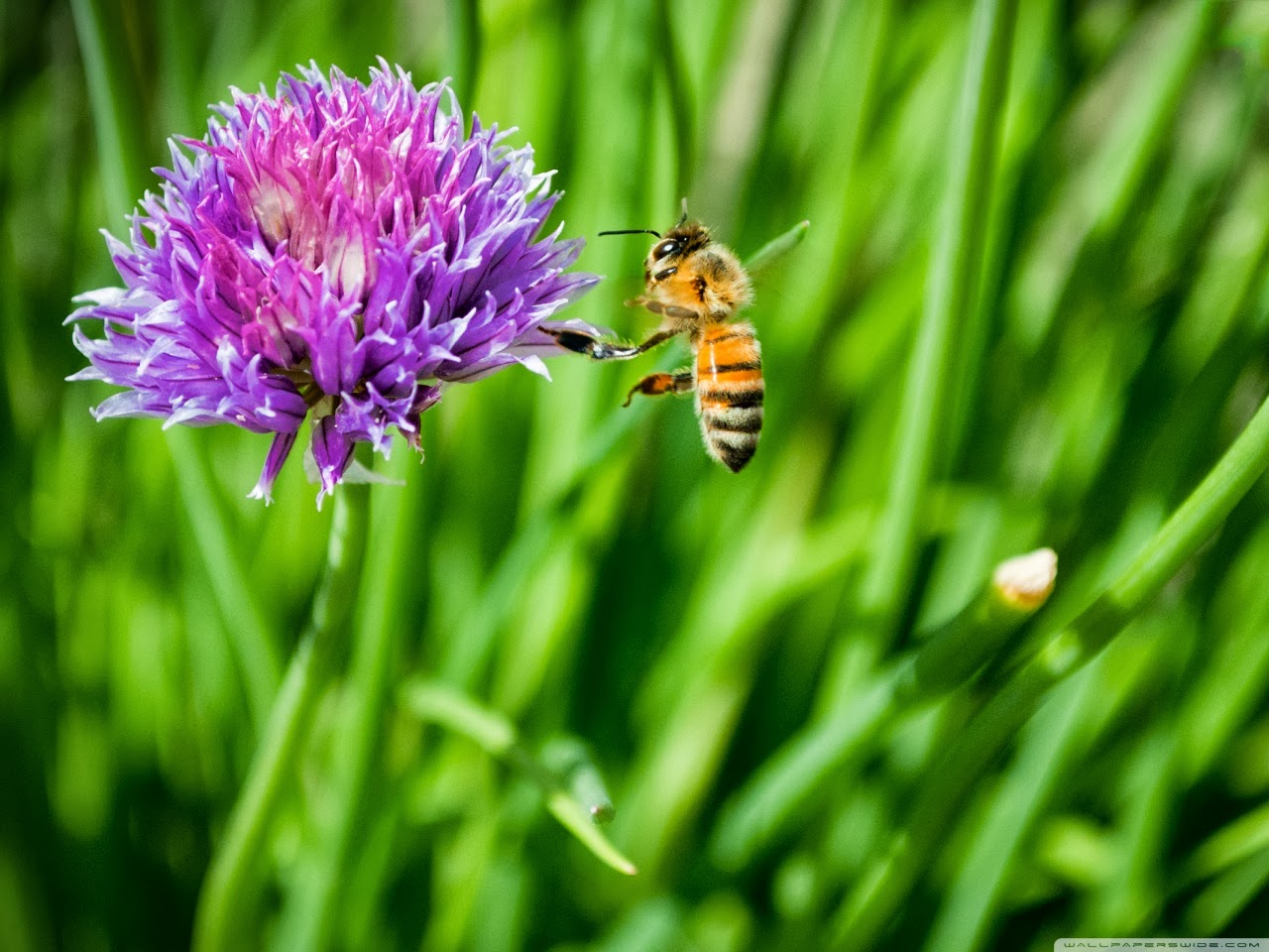 Imagini cu albine | StolenIMG