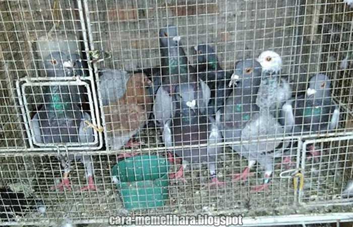 Merpati Pos Trah Pasar Tidak Bagus?